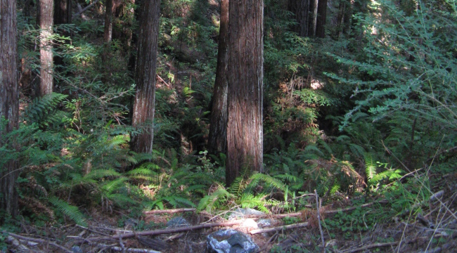 Jackson Forest should be saved, not logged!